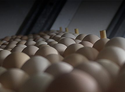 Pollos BB de Carne Cobb 500® con el mejor plan vacunal del mercado ...